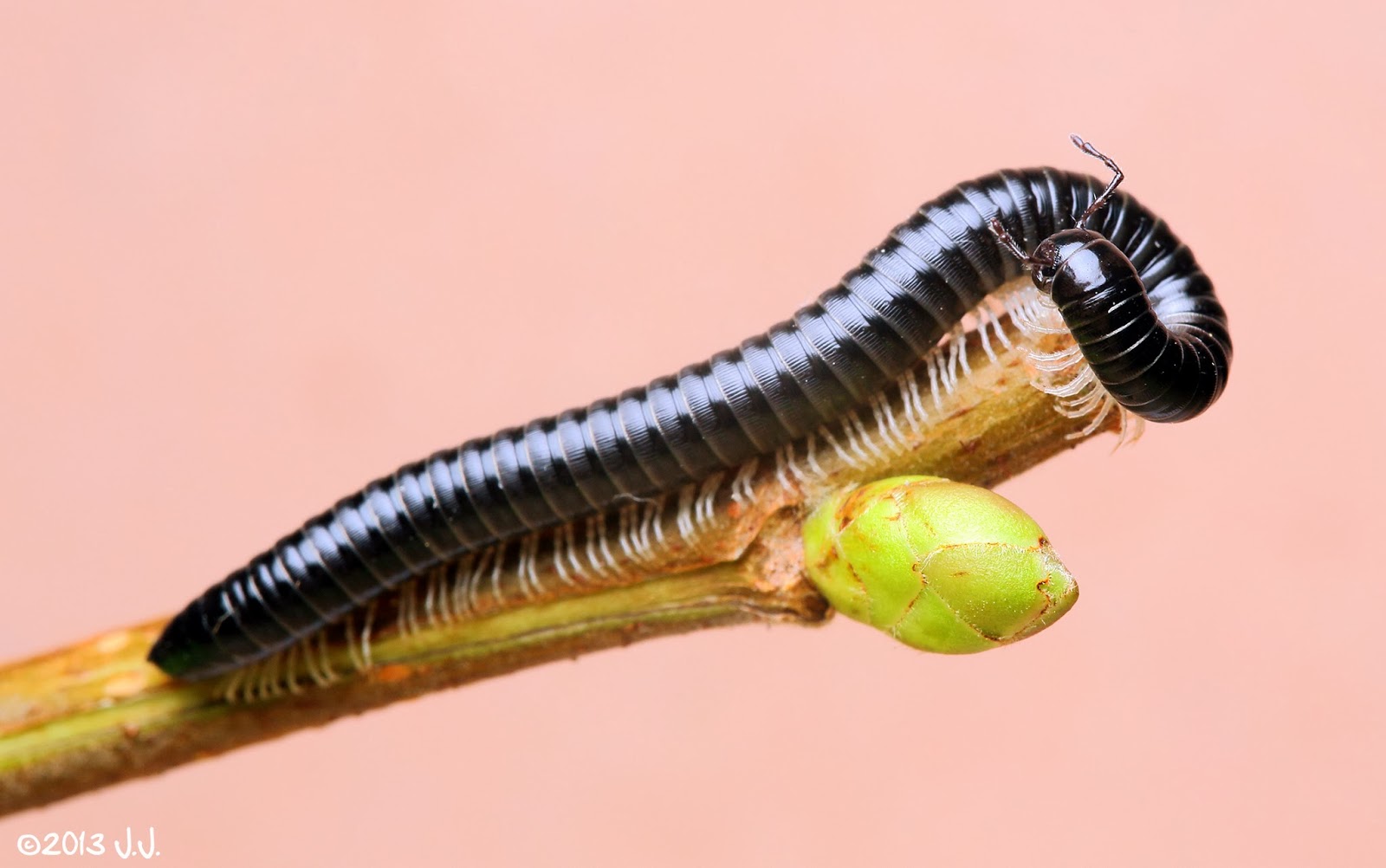 JJ's Photographic nature blog: November 2013