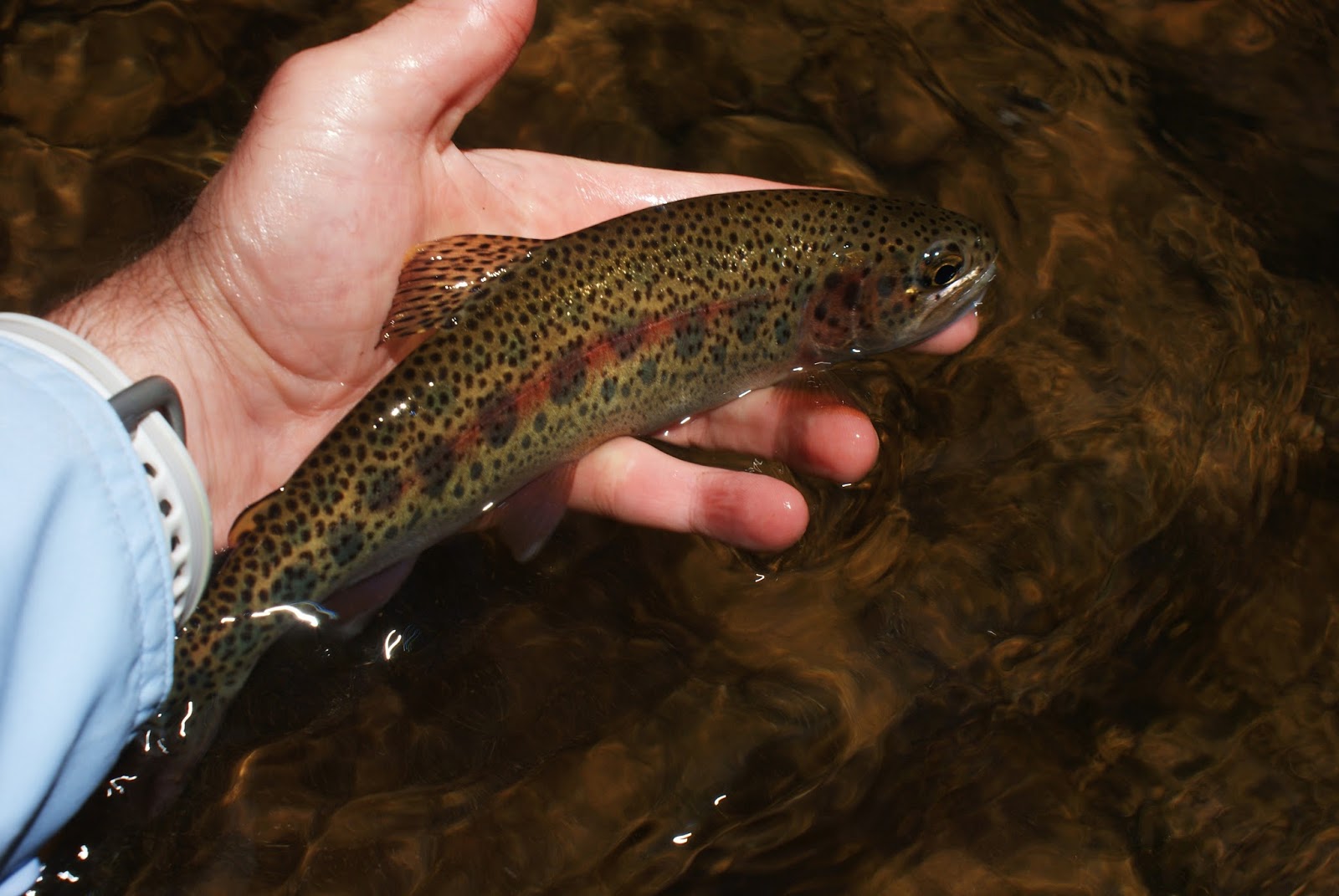 The Search for Native Salmonids: West Virginia Trout Bummin - Back to ...
