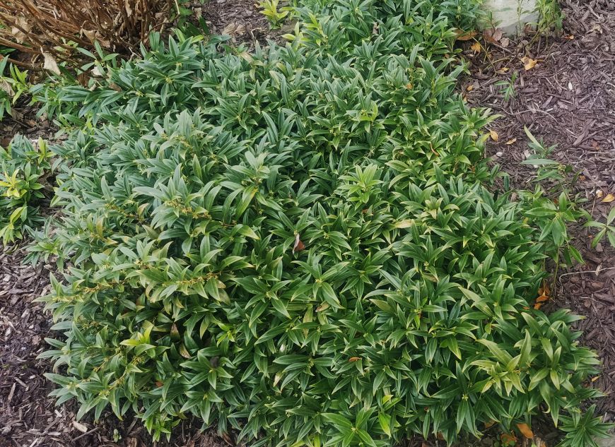 Future Plants by Randy Stewart: Sarcococca - Sweet Box