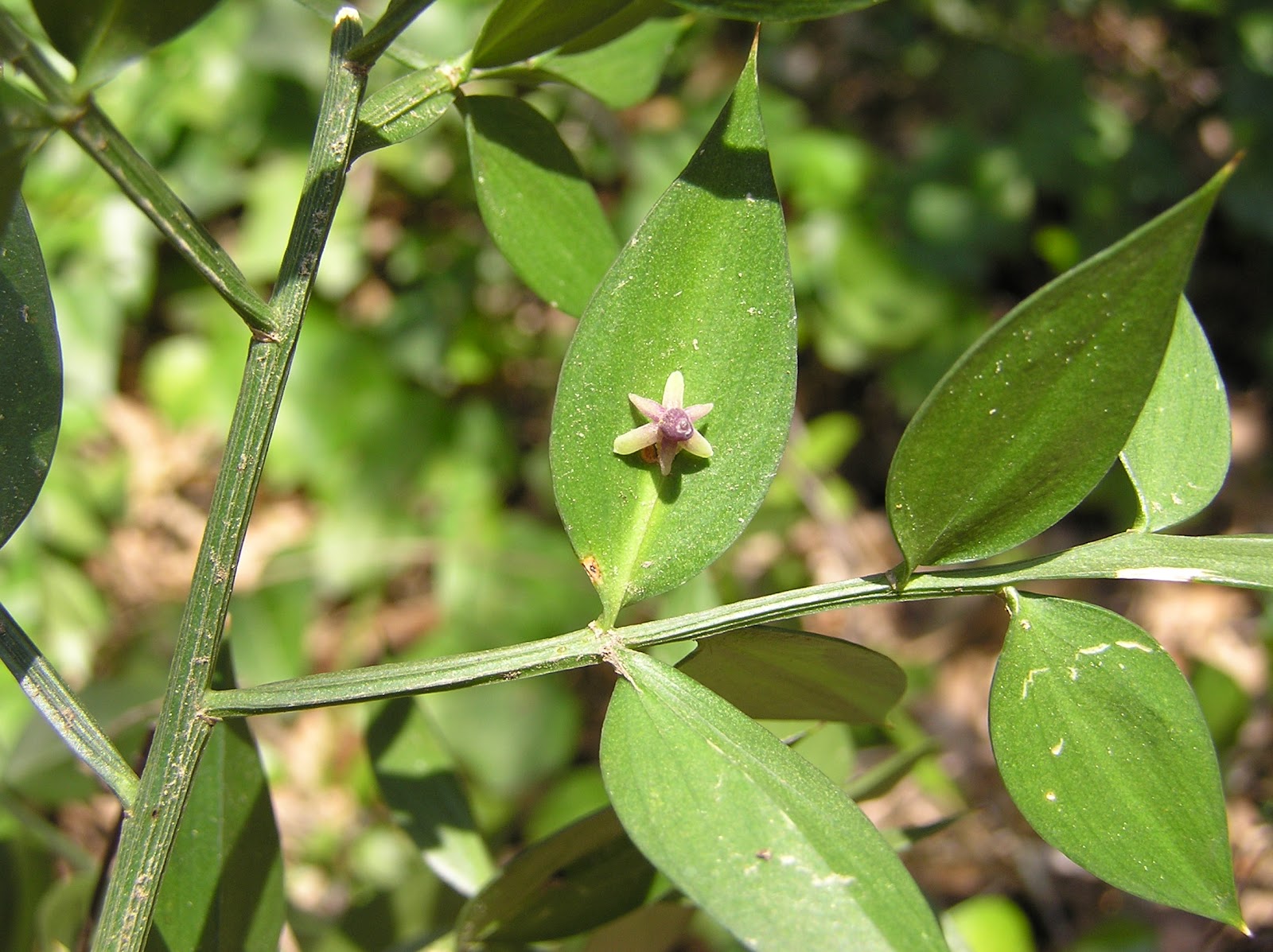 Flores Silvestres: Ruscus aculeatus
