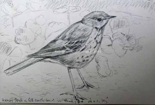 art, birds, nature: The Other Thrushes