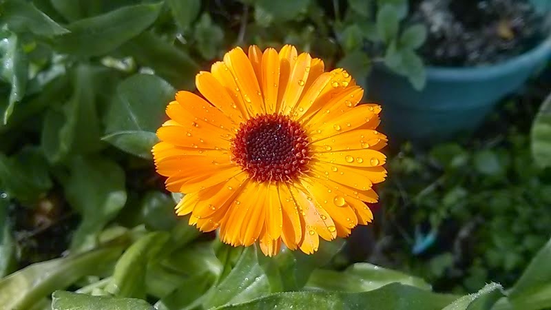 Aquarian Bath: Calendula Spotlight: Properties, Cultivation, and Use