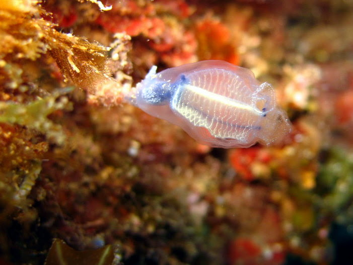 Taxonomía Visu: Phylum Chordata Clases Ascidiacea, Elasmobranchii ...
