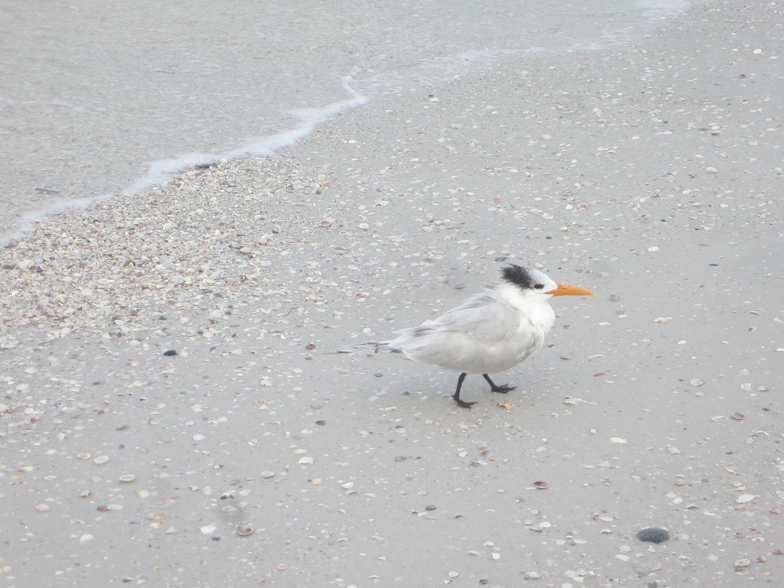 Dave's Yak Tales: Fort De Soto, Shell Key