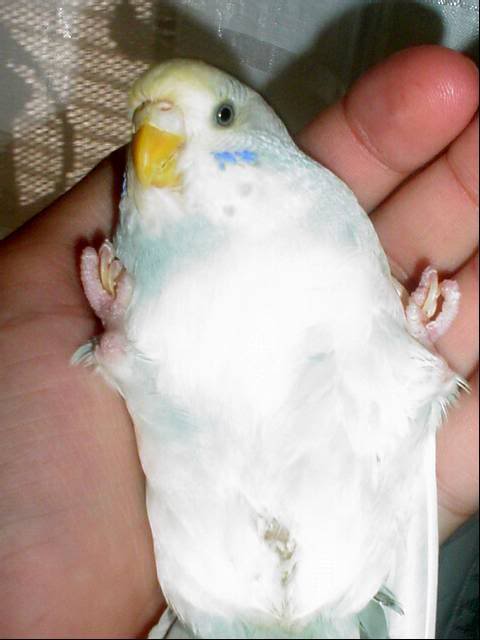 patron saint of birds, fish & reptiles: 2012