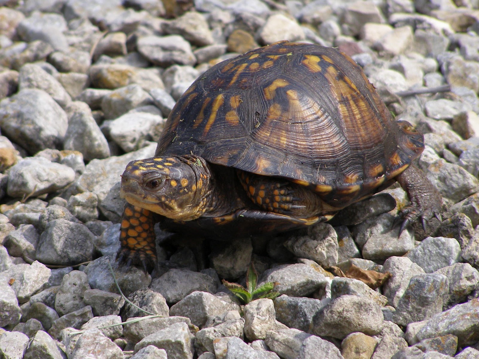 Blue Jay Barrens Turtles On The Move Blue Jay Barrens Turtles On The Move