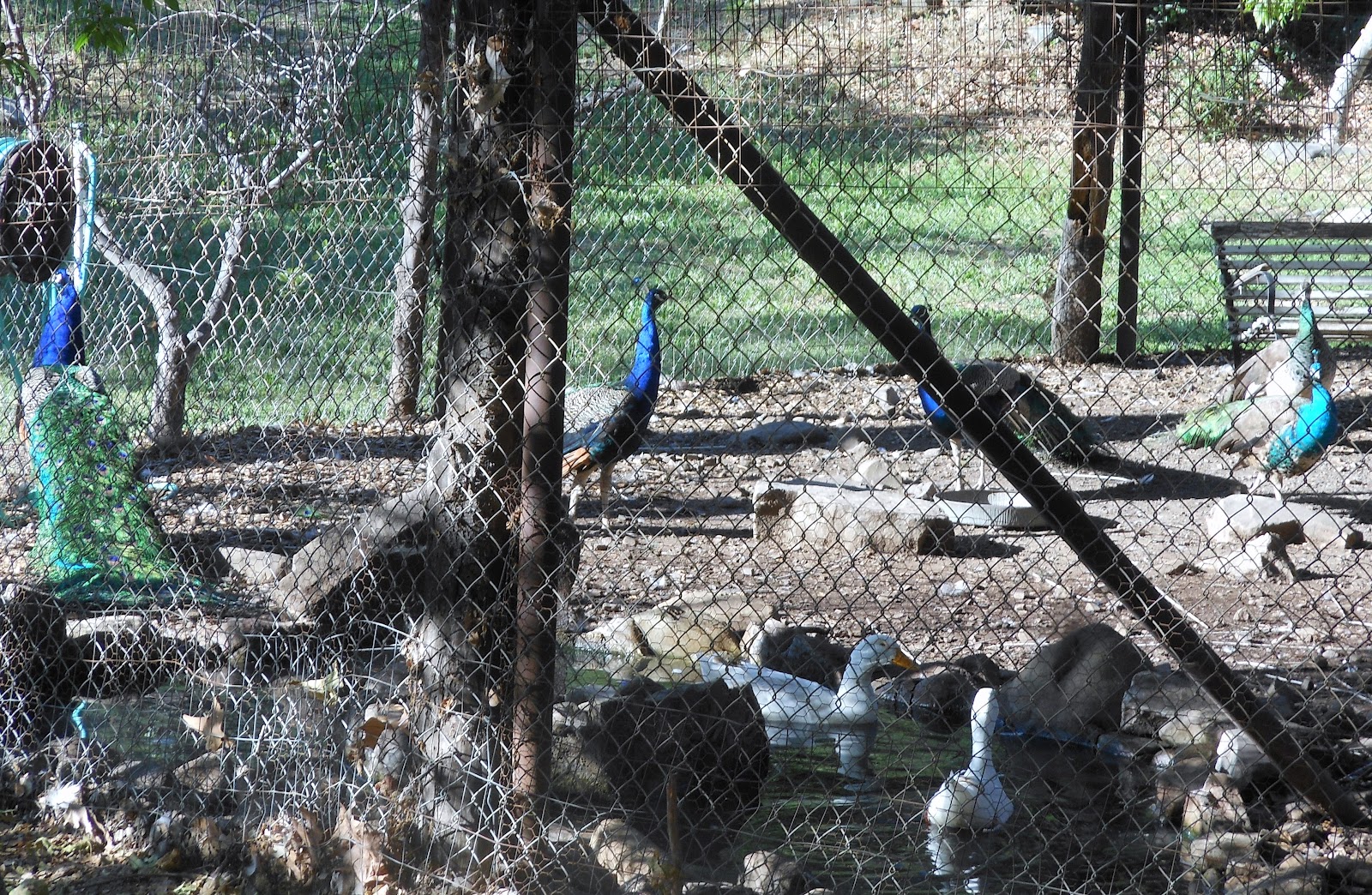 1000 Hikes in 1000 Days: Days 523 & 524: Camping on the Matilija Trail