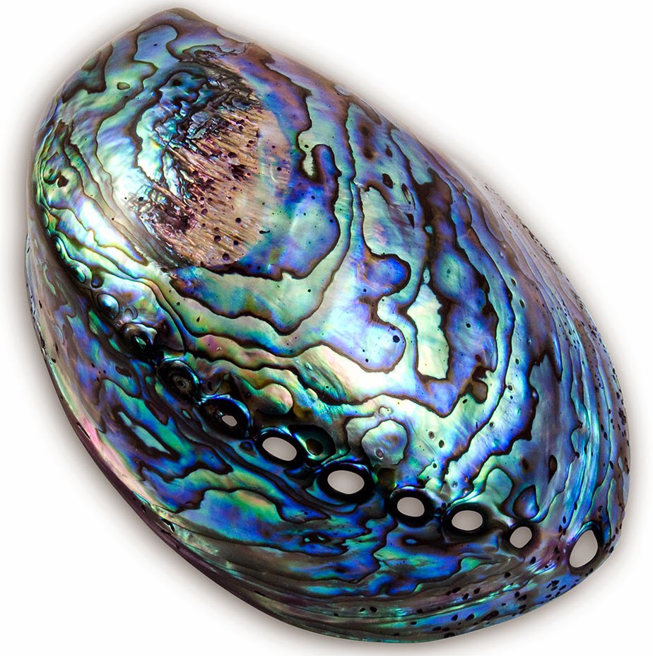 El Arte de la Orfebrería y Joyería : El abalón en Chile