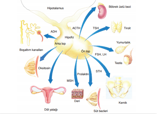 İç Salgı Bezleri ve Hormonlar - Biyoloji Eğitim