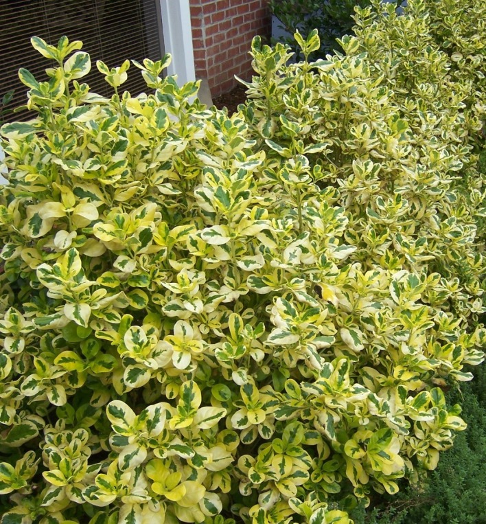 The 2 Minute Gardener: Photo - Taupata Gold Coprosma (Coprosma bauri ...
