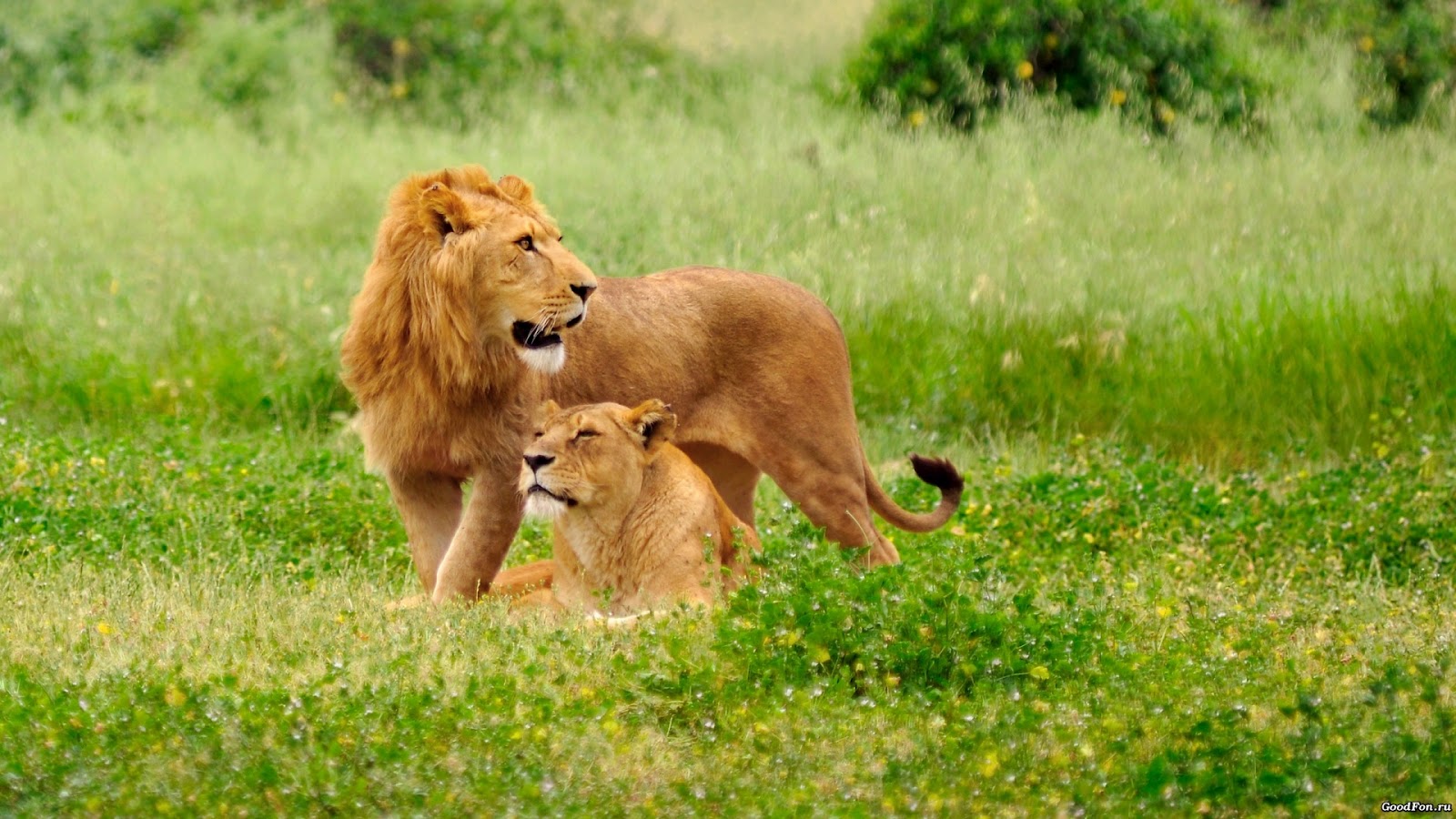 Beautiful Lions in the World