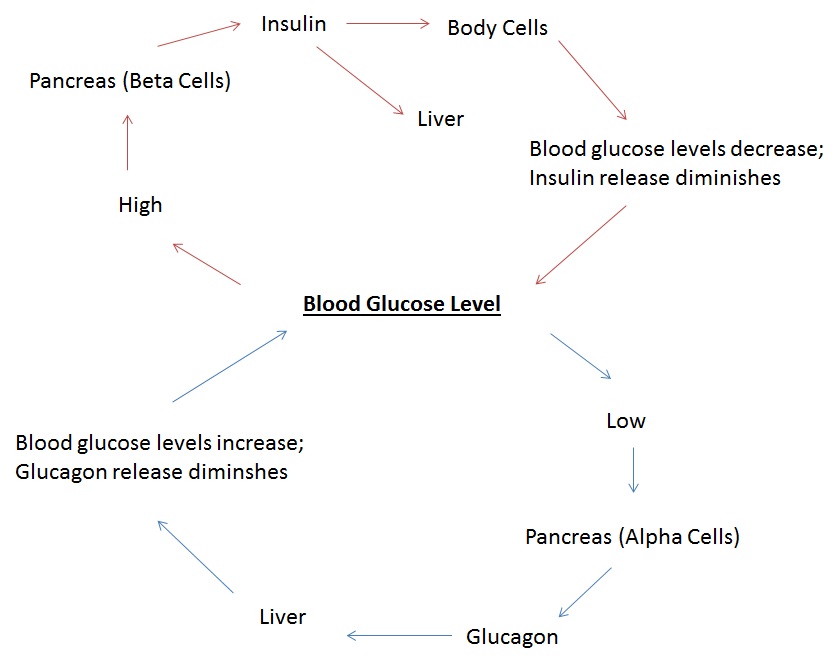 Holly's Biology Adventures: Fantastic Feedback Loops