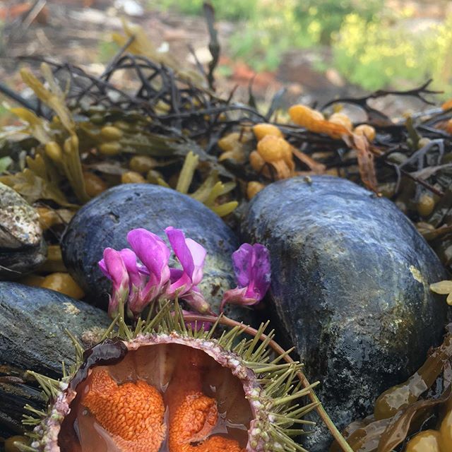 ICH Blog: Living Heritage Podcast Ep067 Cod Sounds