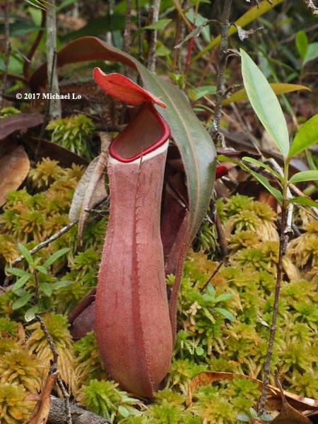 The rainforests of Borneo & Southeast Asia: Sandstone mountain of ...
