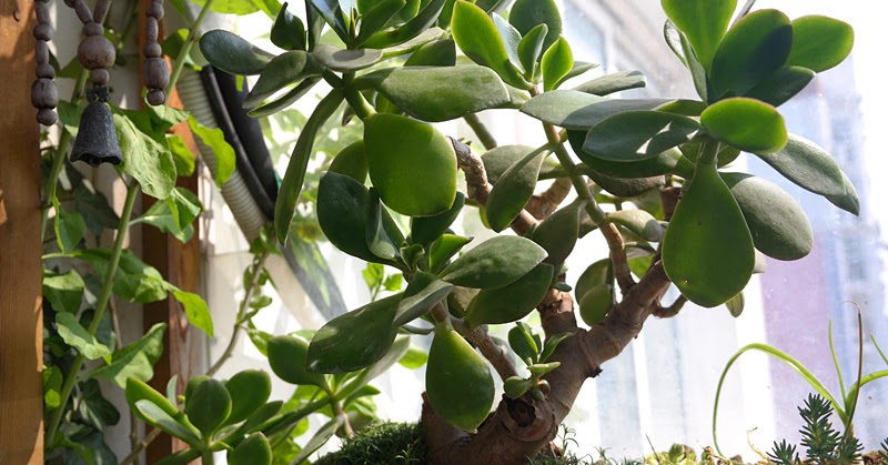 波特兰先生的博客: 简说公孙树栽培 Gongsun tree cultivation