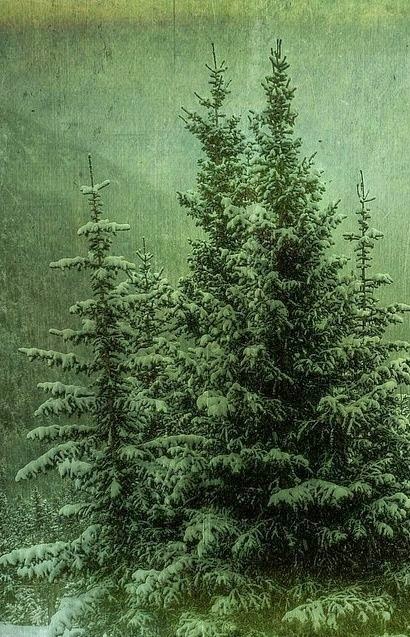 Taiga Plants And Trees