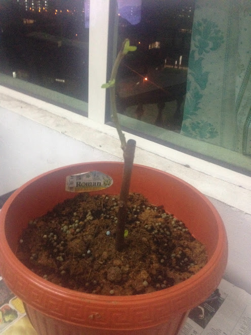 PANDUAN PENJAGAAN DAN MENANAM POKOK TIN | Tanaman Pokok Buah Tin