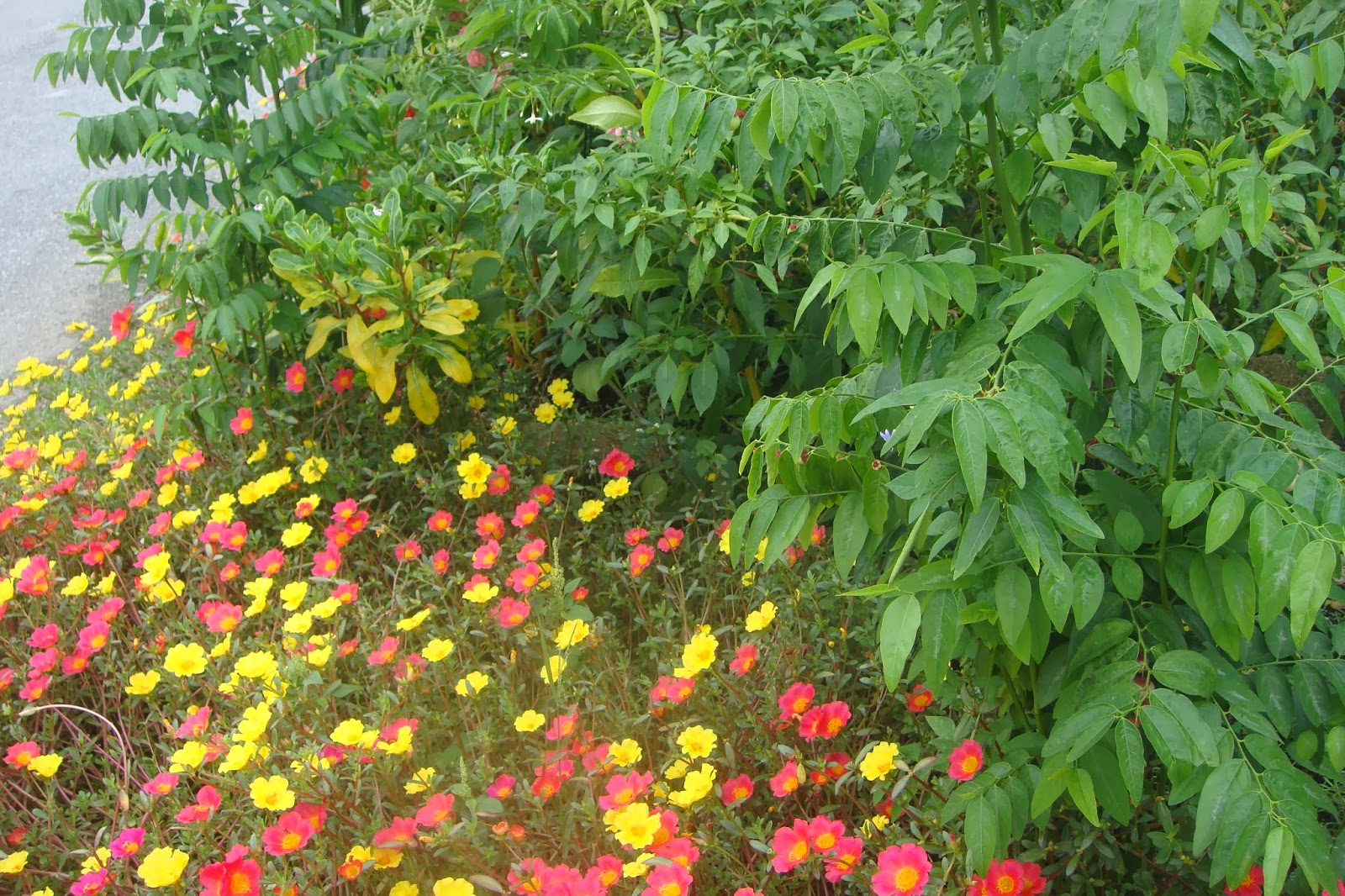 13+ Pokok Bunga Lidah Kucing, Inspirasi Top!