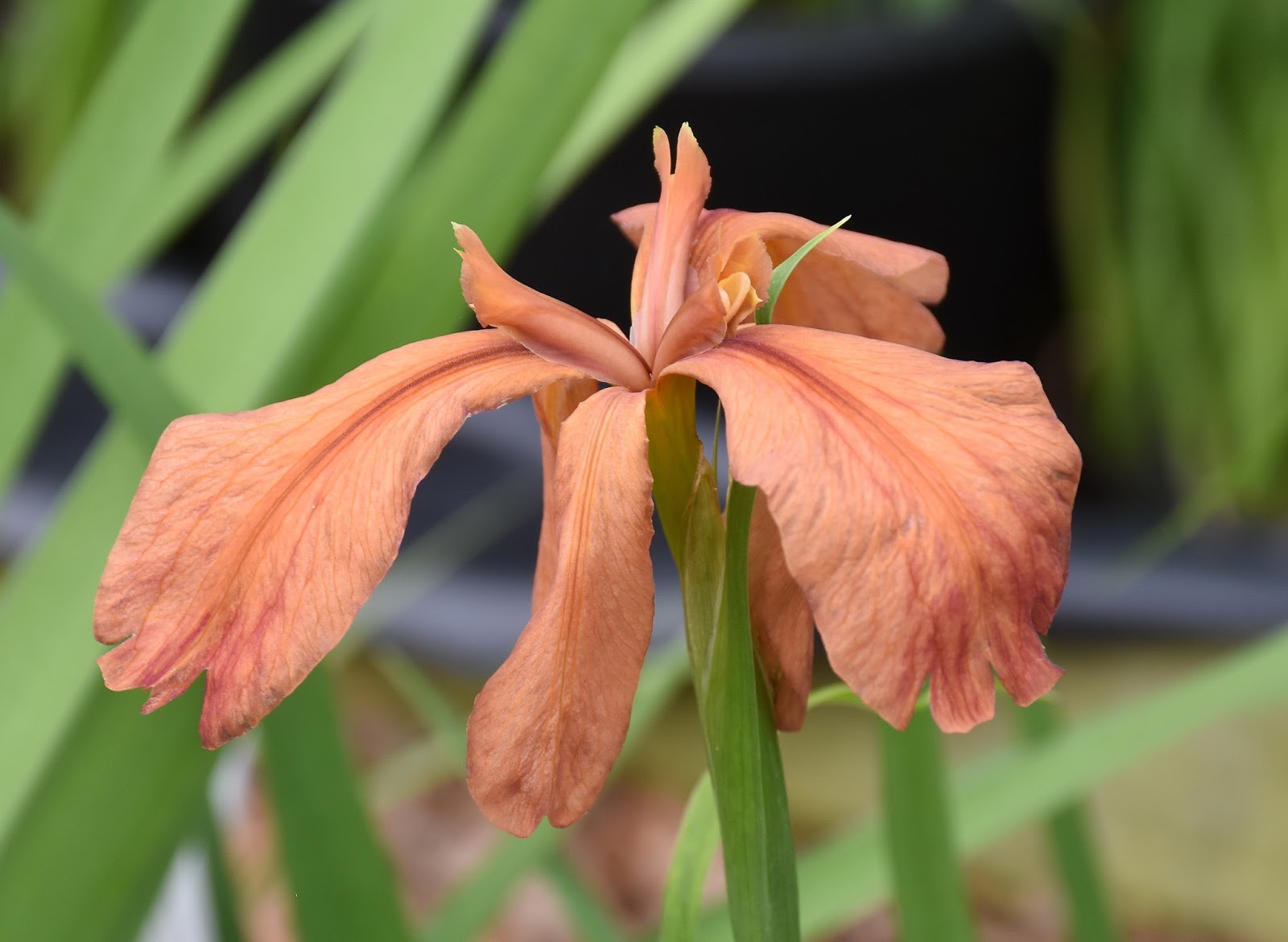 World of Irises: The Louisiana Iris Species Preservation Project