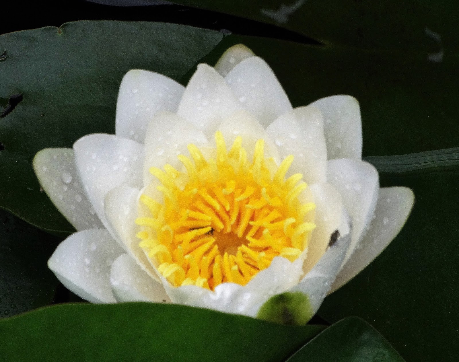 oog voor de natuur: Witte waterlelie (Nymphaea alba).