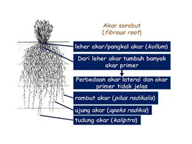 Slide Powerpoint "Struktur Akar" - MEMBUAT TUGAS SEKOLAH
