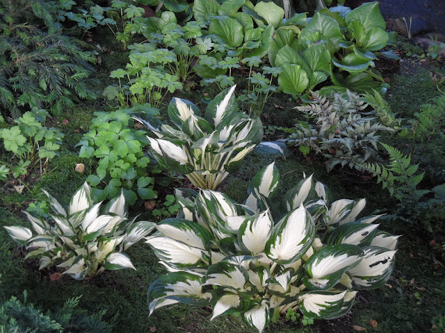 Ogród Tamaryszka: HOSTY - ROŚLINY DO CIENIA