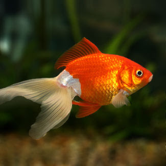 Una mirada ANIMAL: PEIX