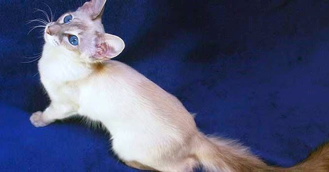 Kucing Bali | Alam Kucing