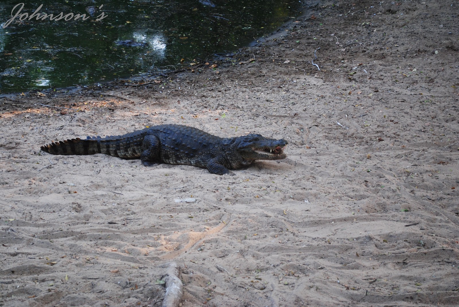 Johnson's: Madras Crocodile Bank