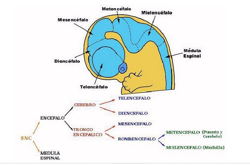 NEUROPSICOLOGIA: DESARROLLO DEL CEREBRO