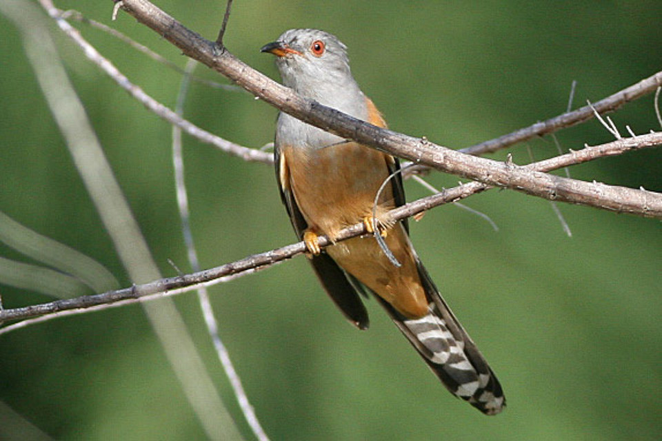 Cara Memelihara Burung Wikwik | Drh. Fira Sovica