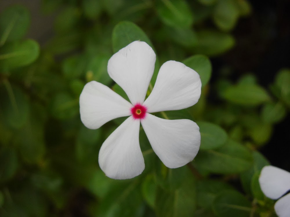 Tapak Dara Red and White