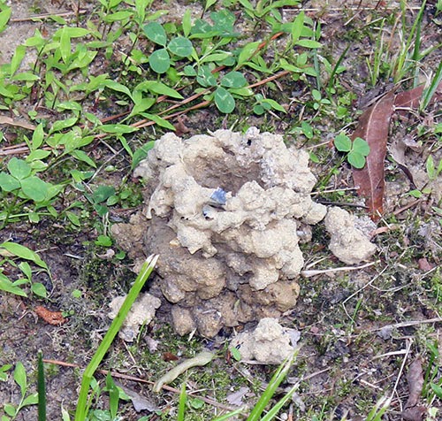 GARDEN LADY: Burrowing Crayfish: What's that mud hill near the ditch?