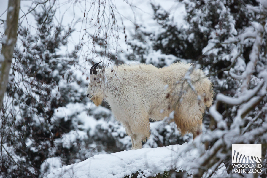 Animals explore a winter wonderland: first snowfall of the season delights