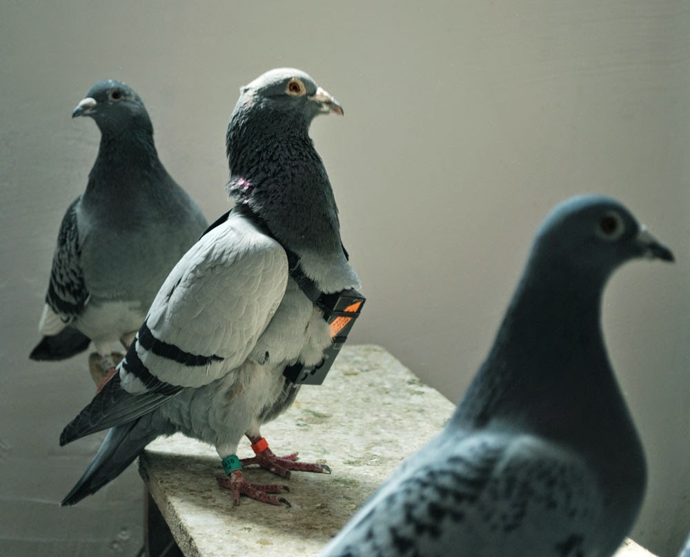 Gołebiowate ptaki: Gołąb też mądry!