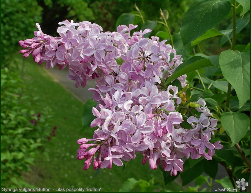 Plant Gallery - Encyklopedia Roślin: Syringa 'Buffon' - Lilak 'Buffon'