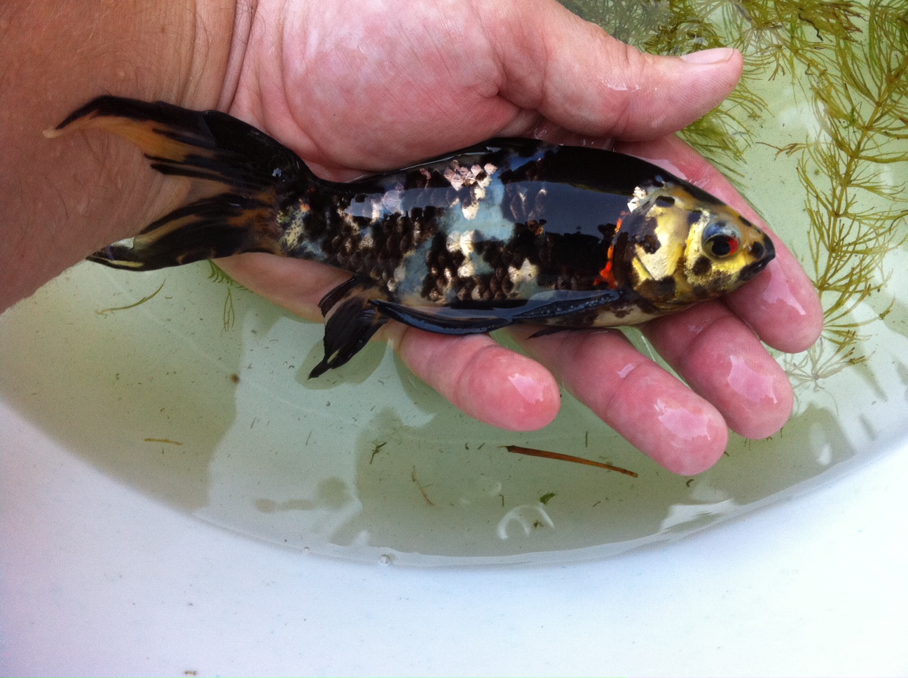 Goldfish Garage: A Two Car Fishroom: Midnight Shubunkin Male