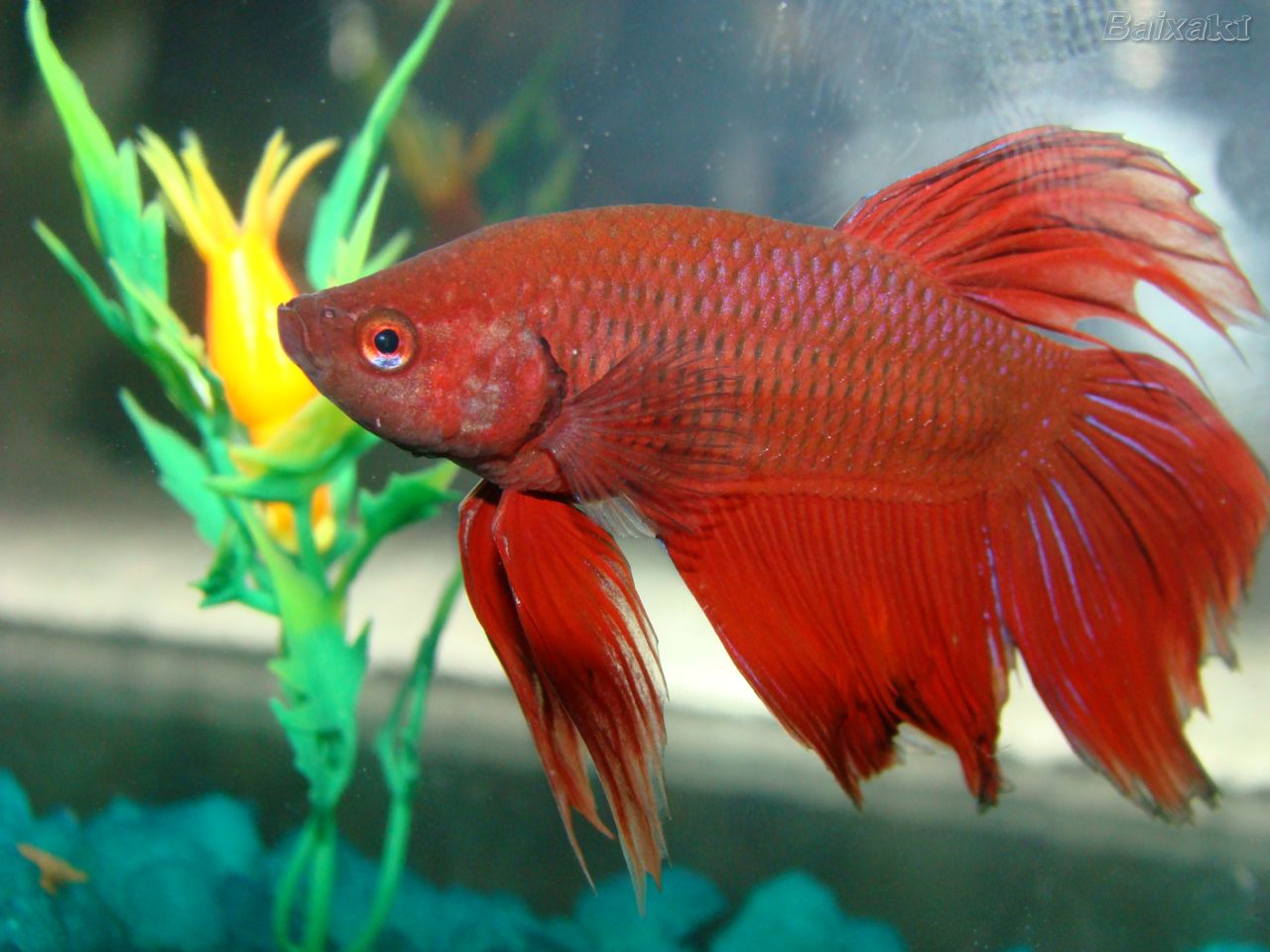 Peixe Beta Mundo Animal ~ Imagens em Vídeo