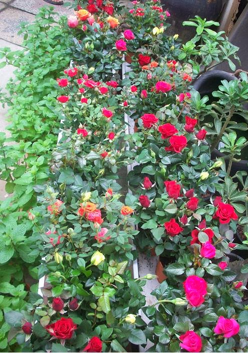 Semua Menjadi: Rose dan Ros