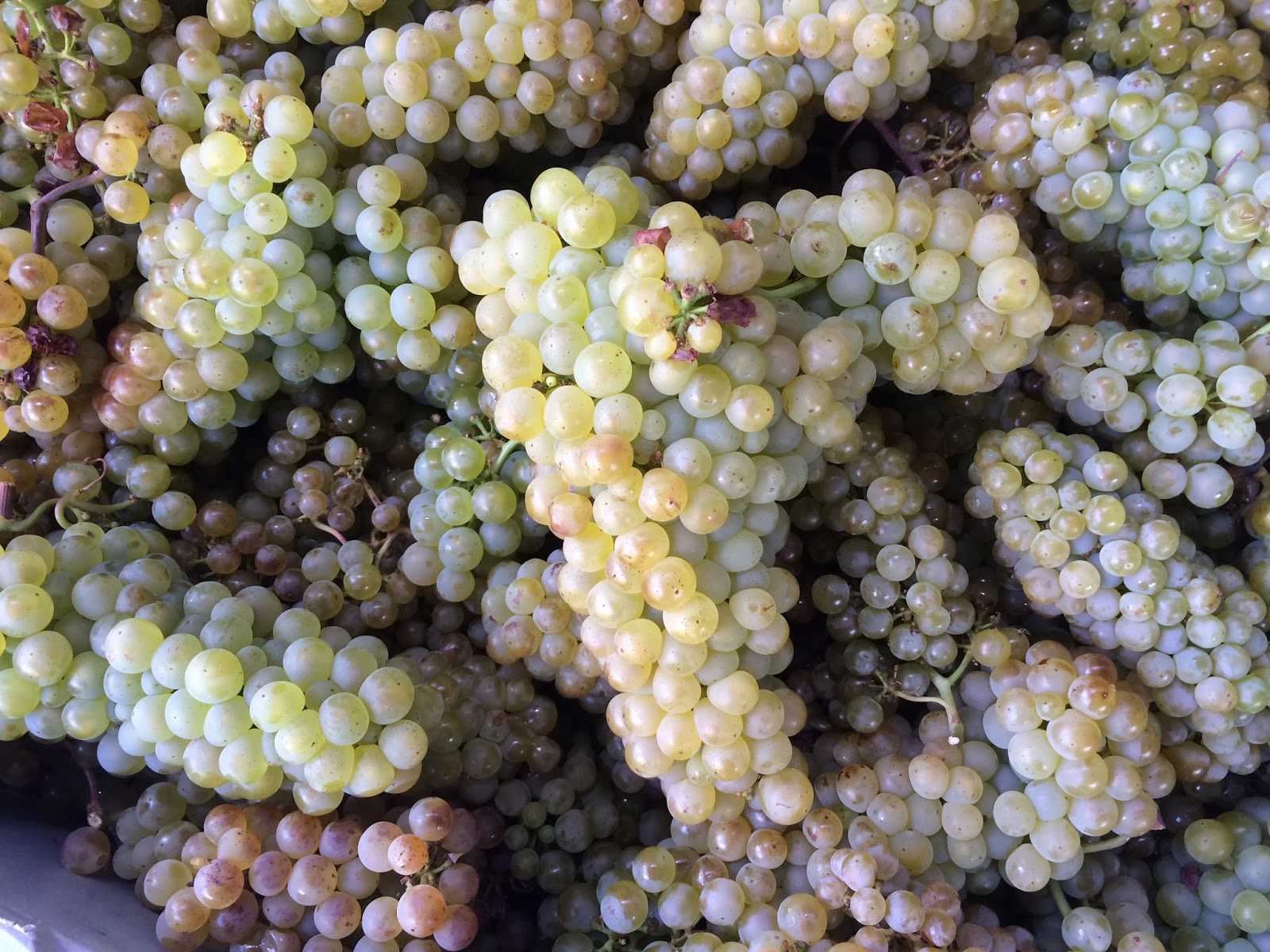 élevage: Pressing white grapes