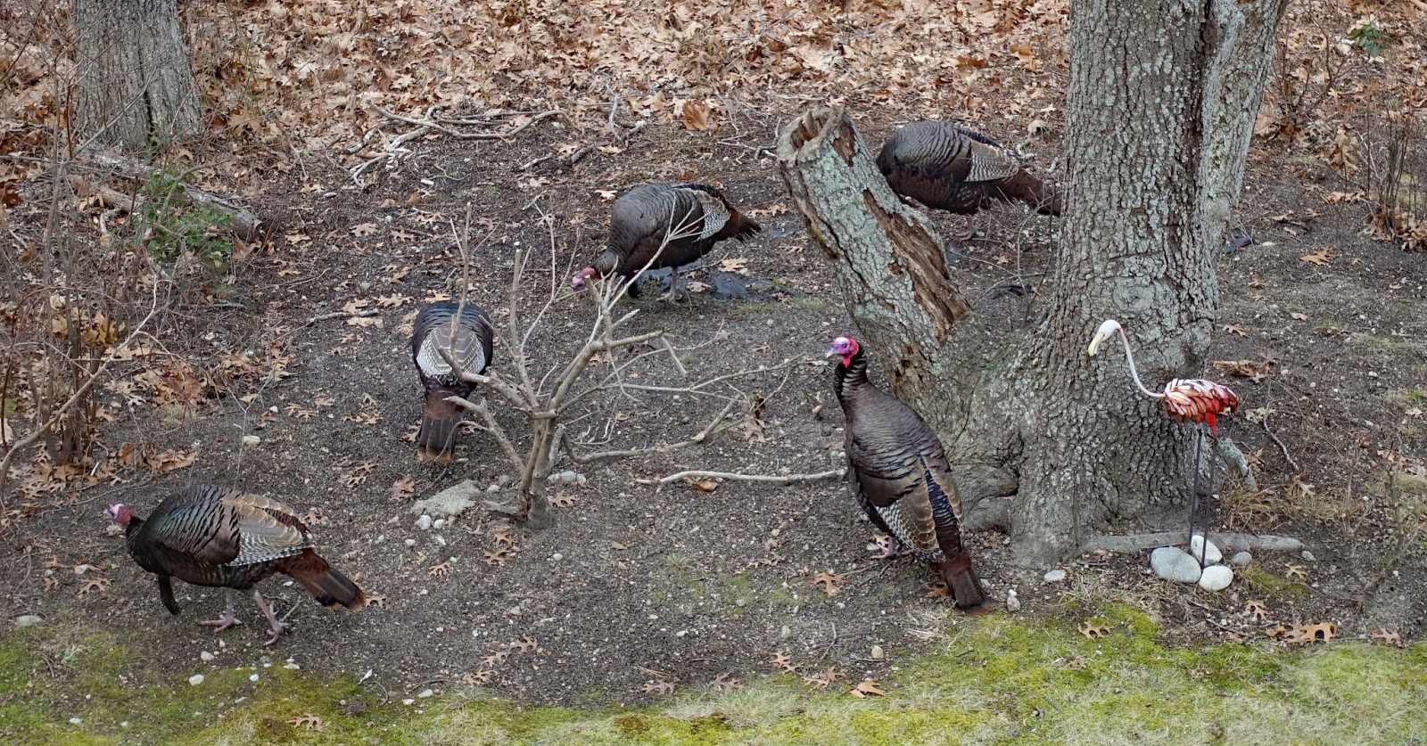 Joe's Retirement Blog: Winter on the Pond, Manomet, Plymouth ...