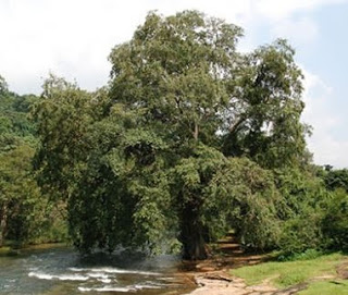 Jayasree Saranathan: Jala nadi – underground water veins.