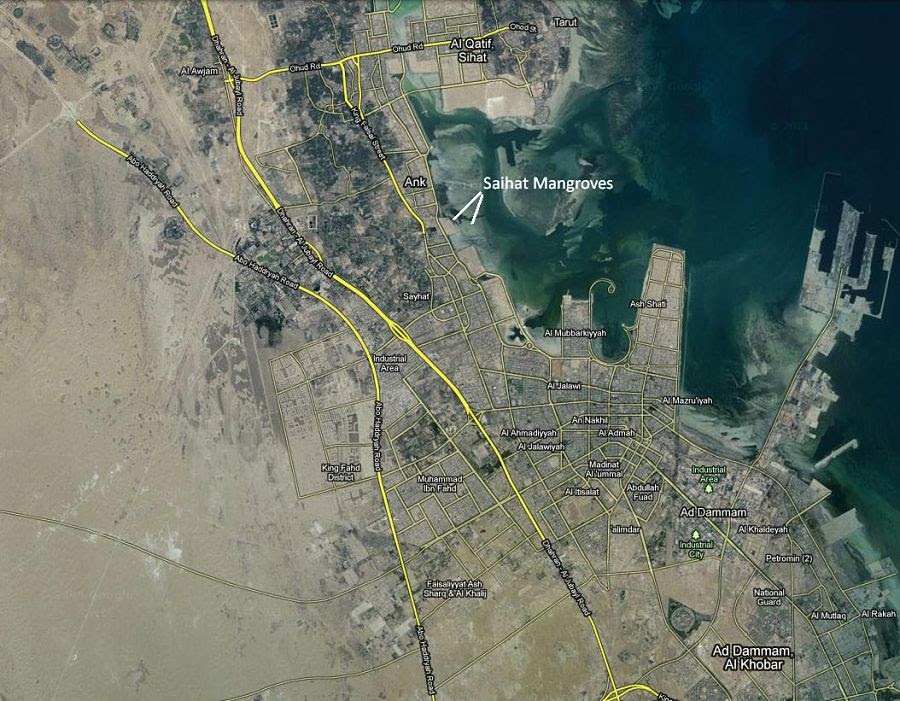 Birds of Saudi Arabia: Saihat Mangroves - Location Details