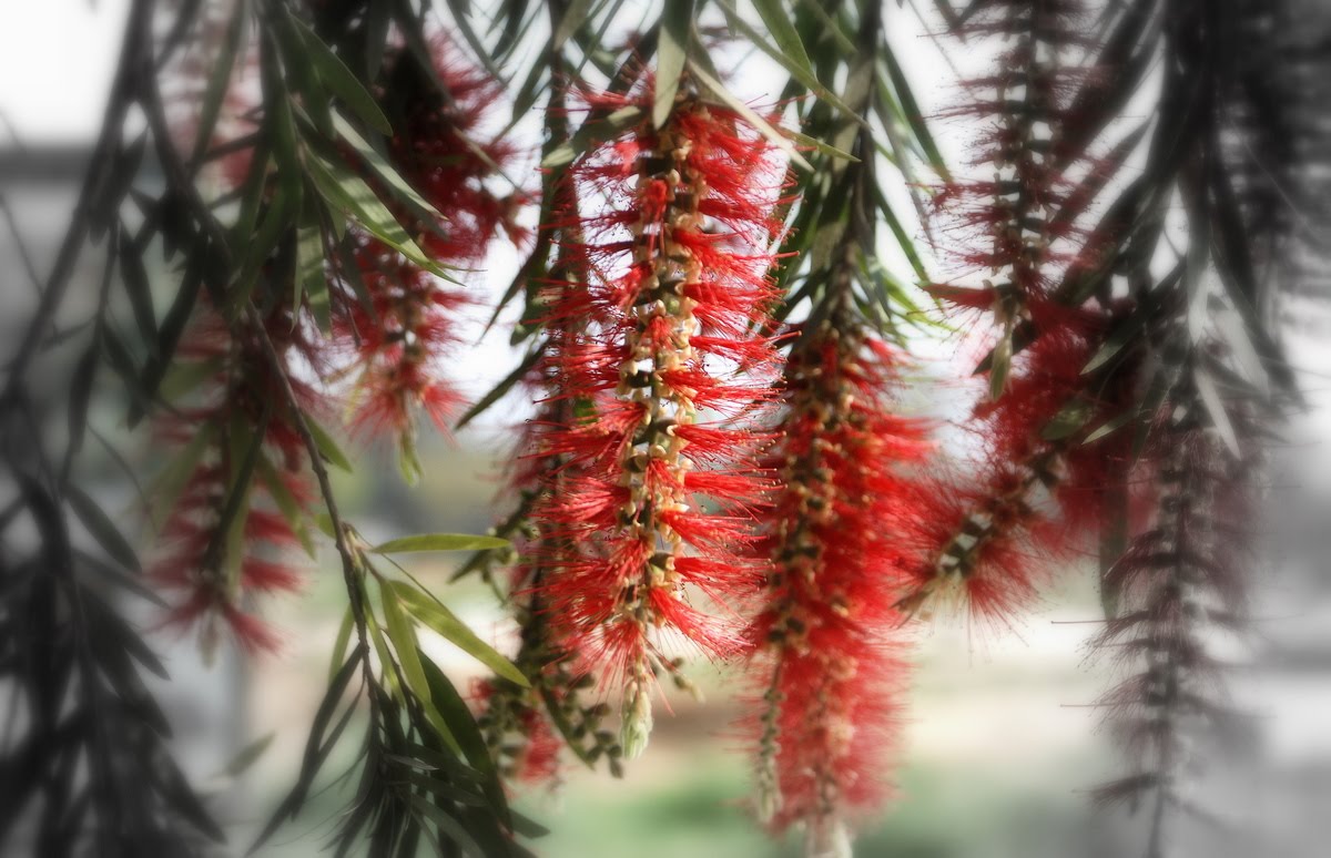 GALLERY OF INDIA: SUNDER NURSERY FLOWERS
