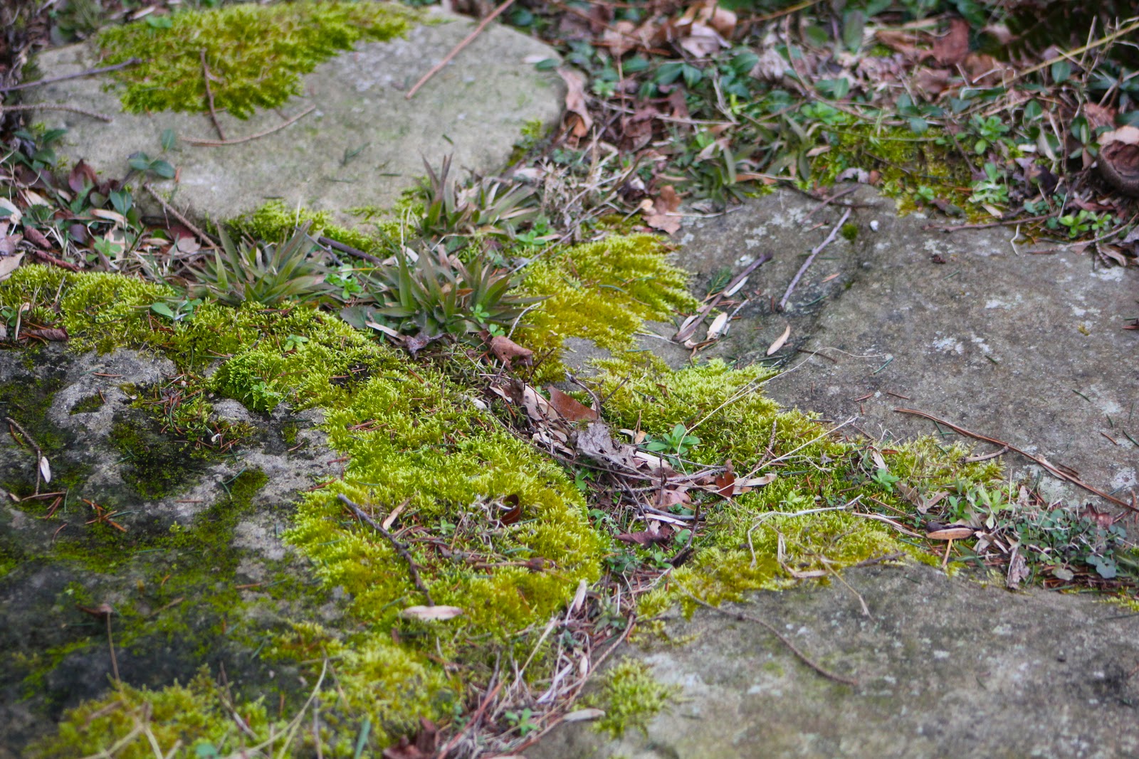 Beyond My Garden: Winter Moss