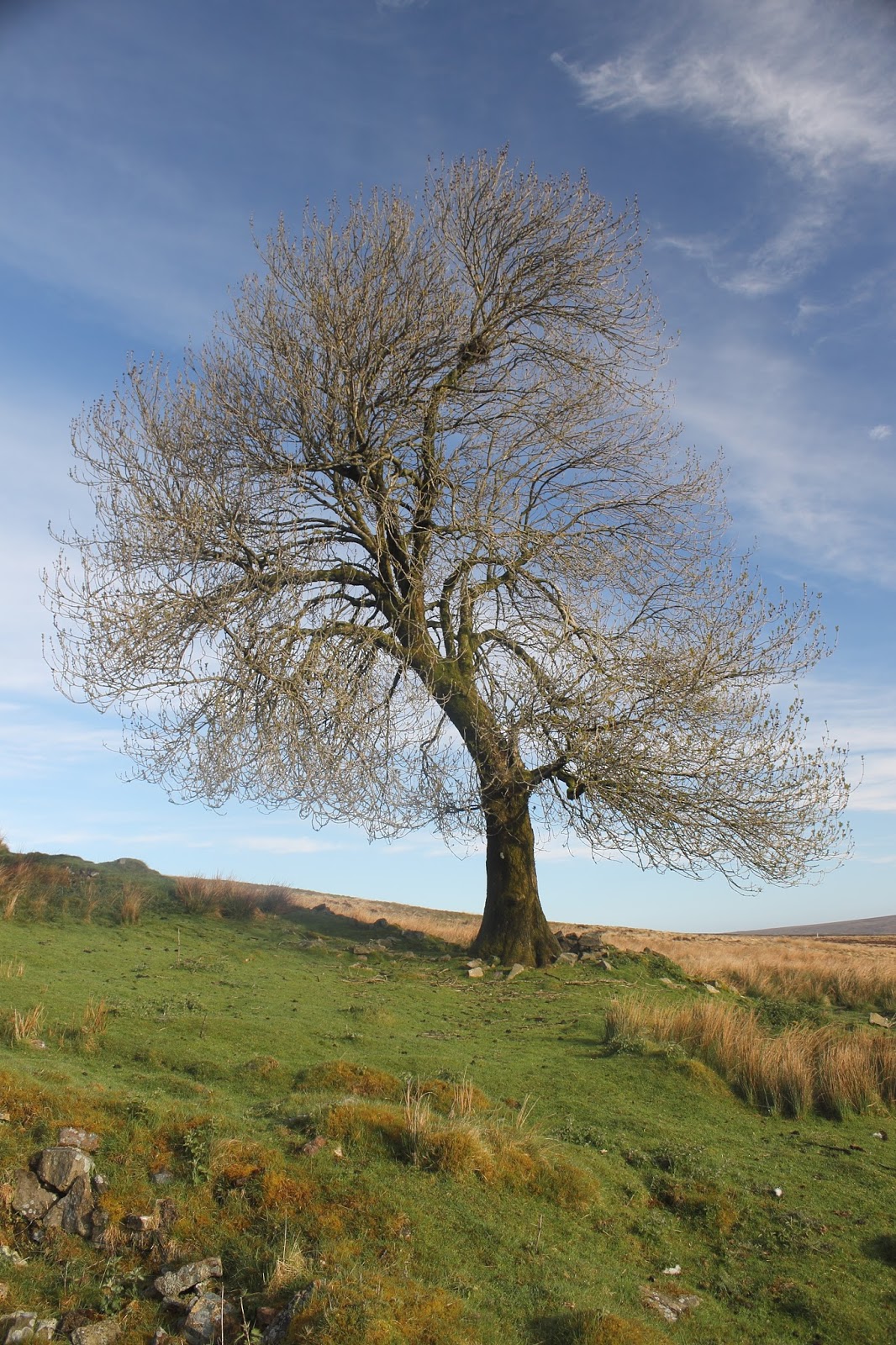 Valley Naturalist: Bogging