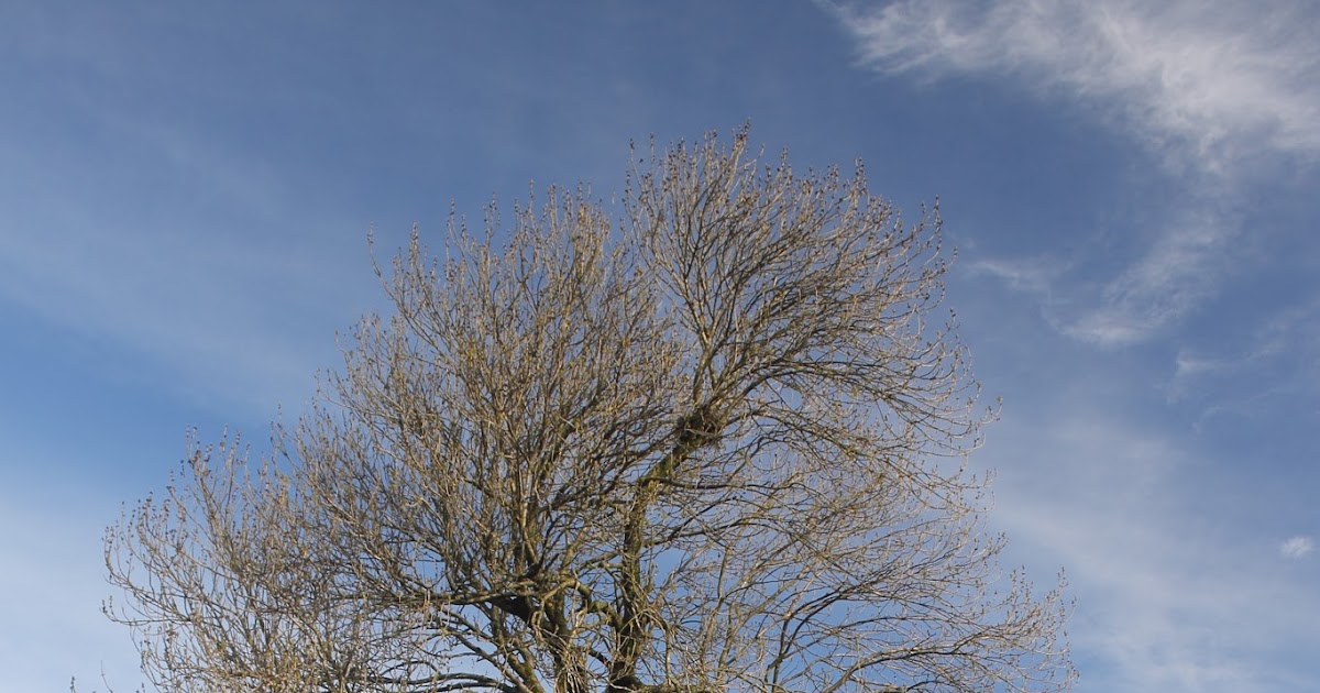 Valley Naturalist: Bogging