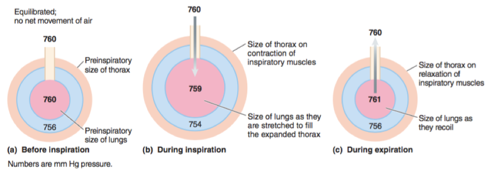 Journal of My Life: Dyspnea, Ketika Dada Terasa Sempit Bagai Mendaki ...