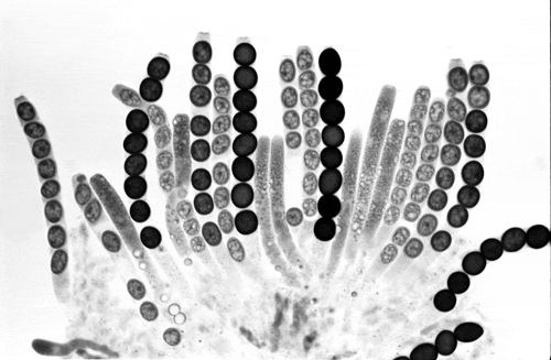 OH93 Independent study on FUNGI: Ascomycetes