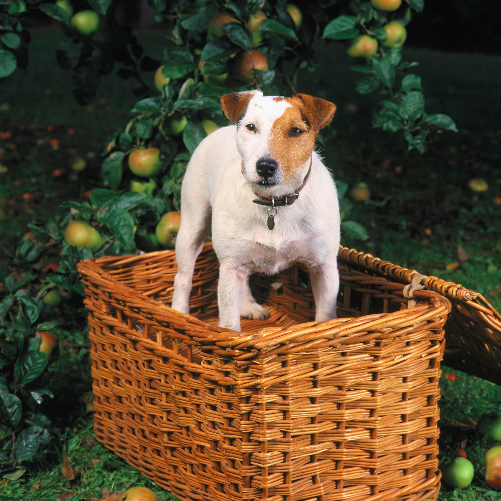 Poze comice cu animale / caini de rasa